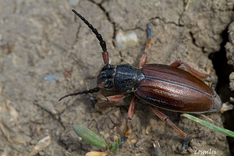 Insects around Romania and not only » Carinatodorcadion fulvum (Scopoli ...