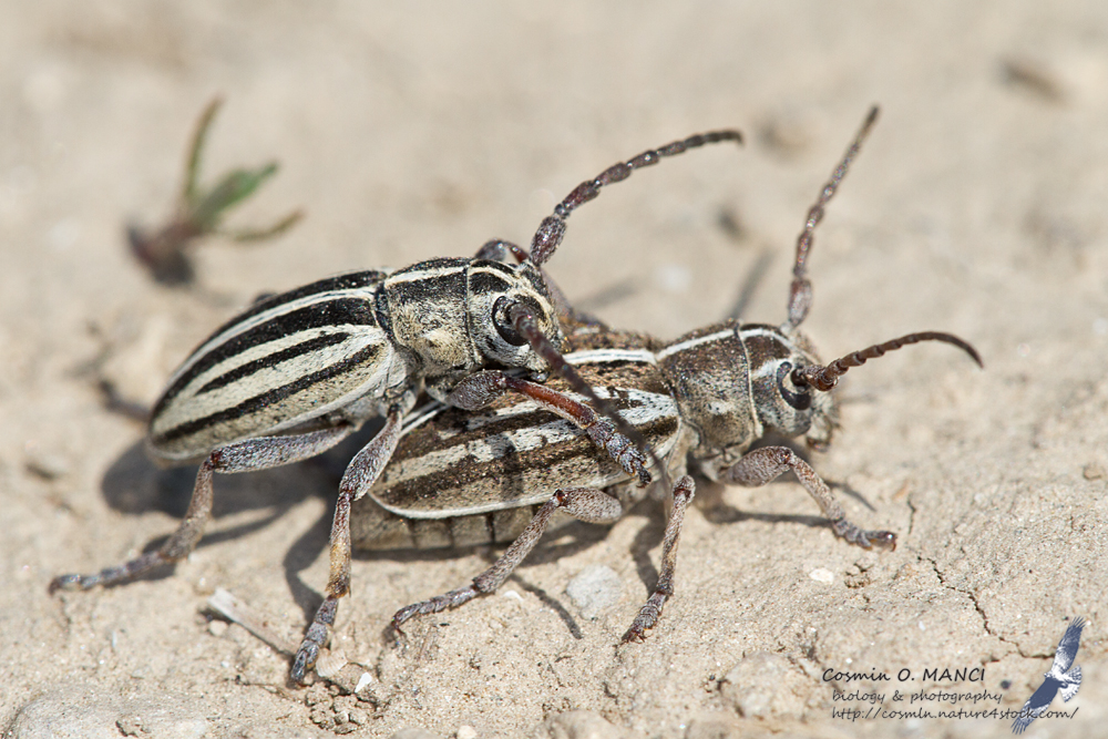 Insects around Romania and not only » IMG_8363_pedestredorcadion_