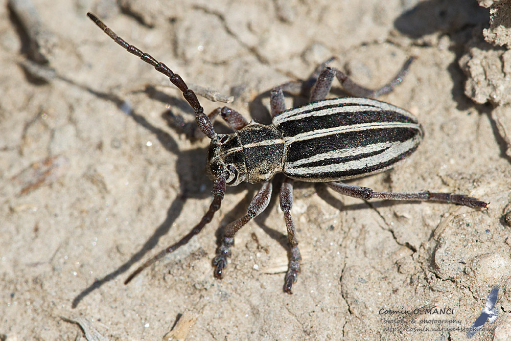 Insects around Romania and not only » IMG_8368_pedestredorcadion_