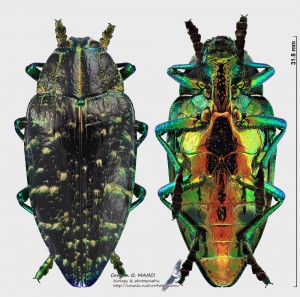 Insects, from Romania and not only