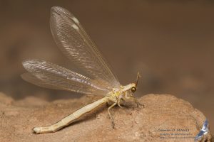 Insects around Romania and not only » undetermined Myrmeleontidae – Morocco