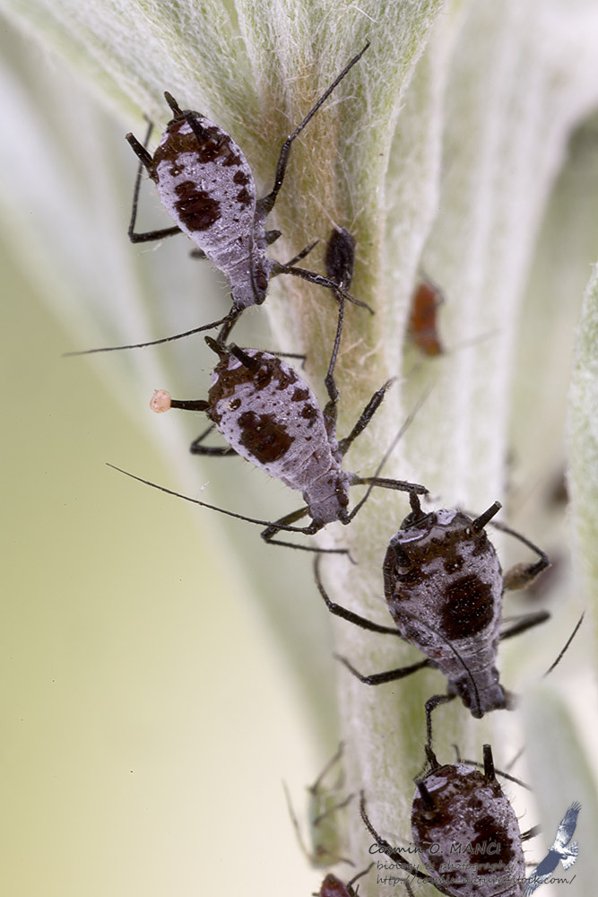 Insects around Romania and not only » Macrosiphoniella absinthii ...