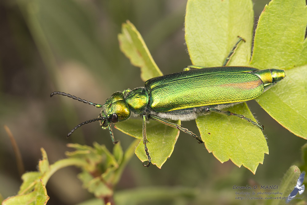 Insects around Romania and not only » Lytta vesicatoria (Linnaeus, 1758)